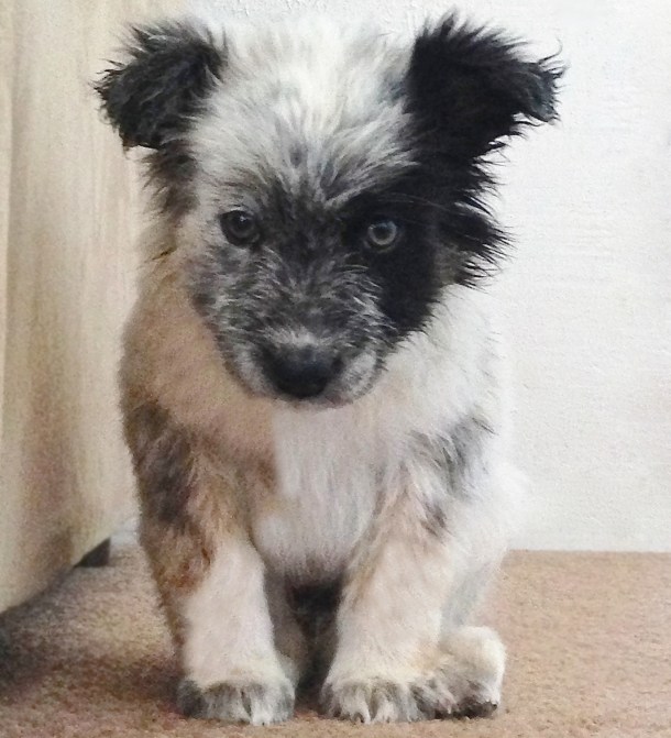 American Flag Oreo Pops | EASYBAKED